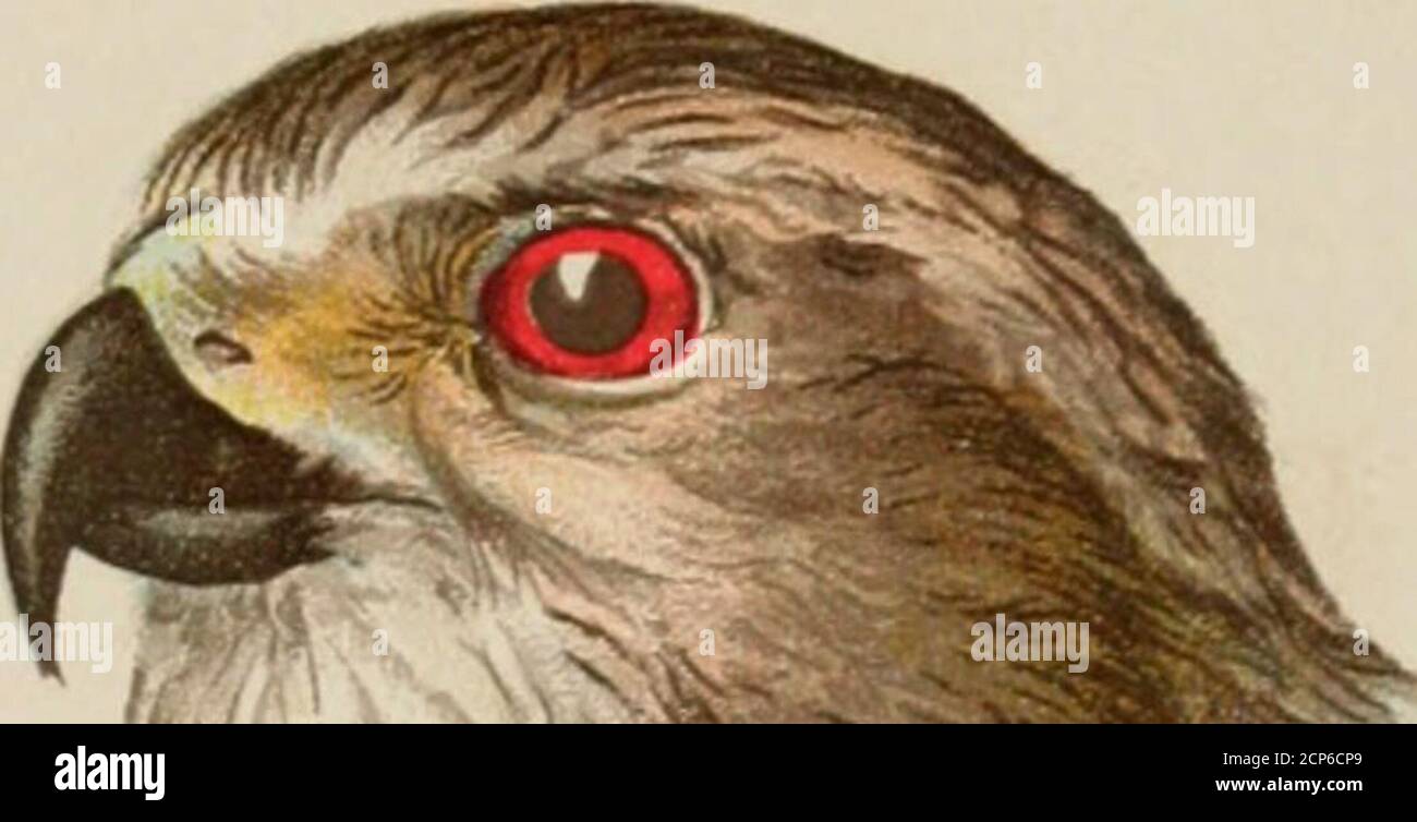 . Diseases and enemies of poultry . (YOUNG I AMERICAN GOS HAWK . LIFE ...