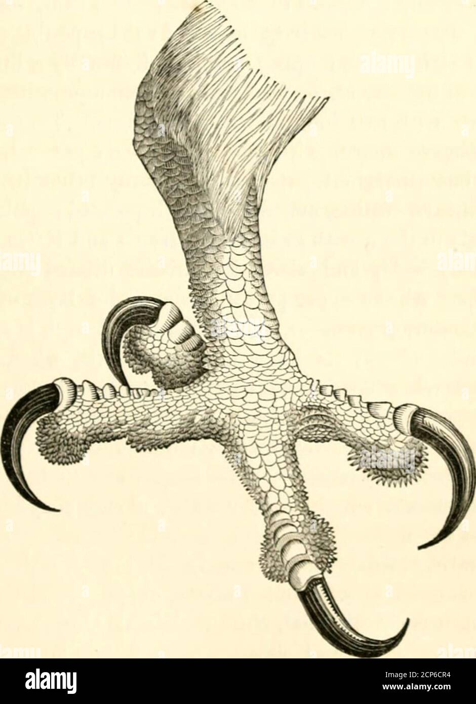 Cloaca principal hi-res stock photography and images - Alamy