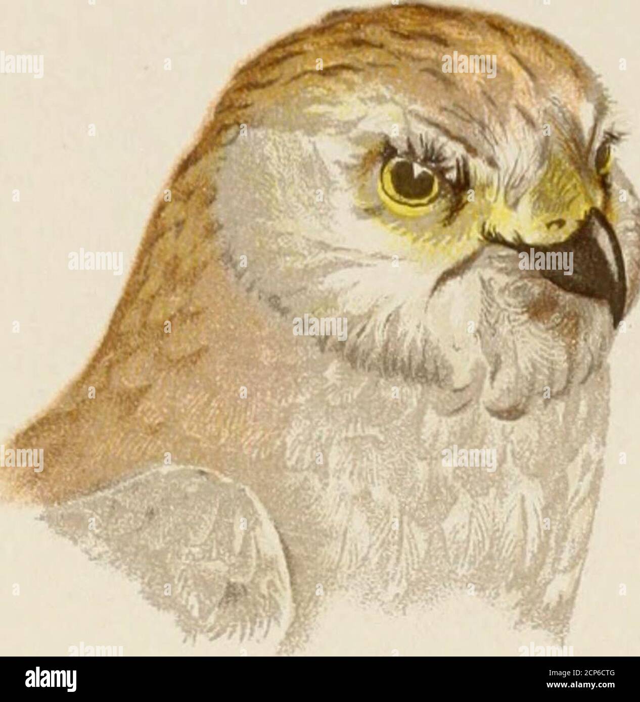 . Diseases and enemies of poultry Stock Photo - Alamy