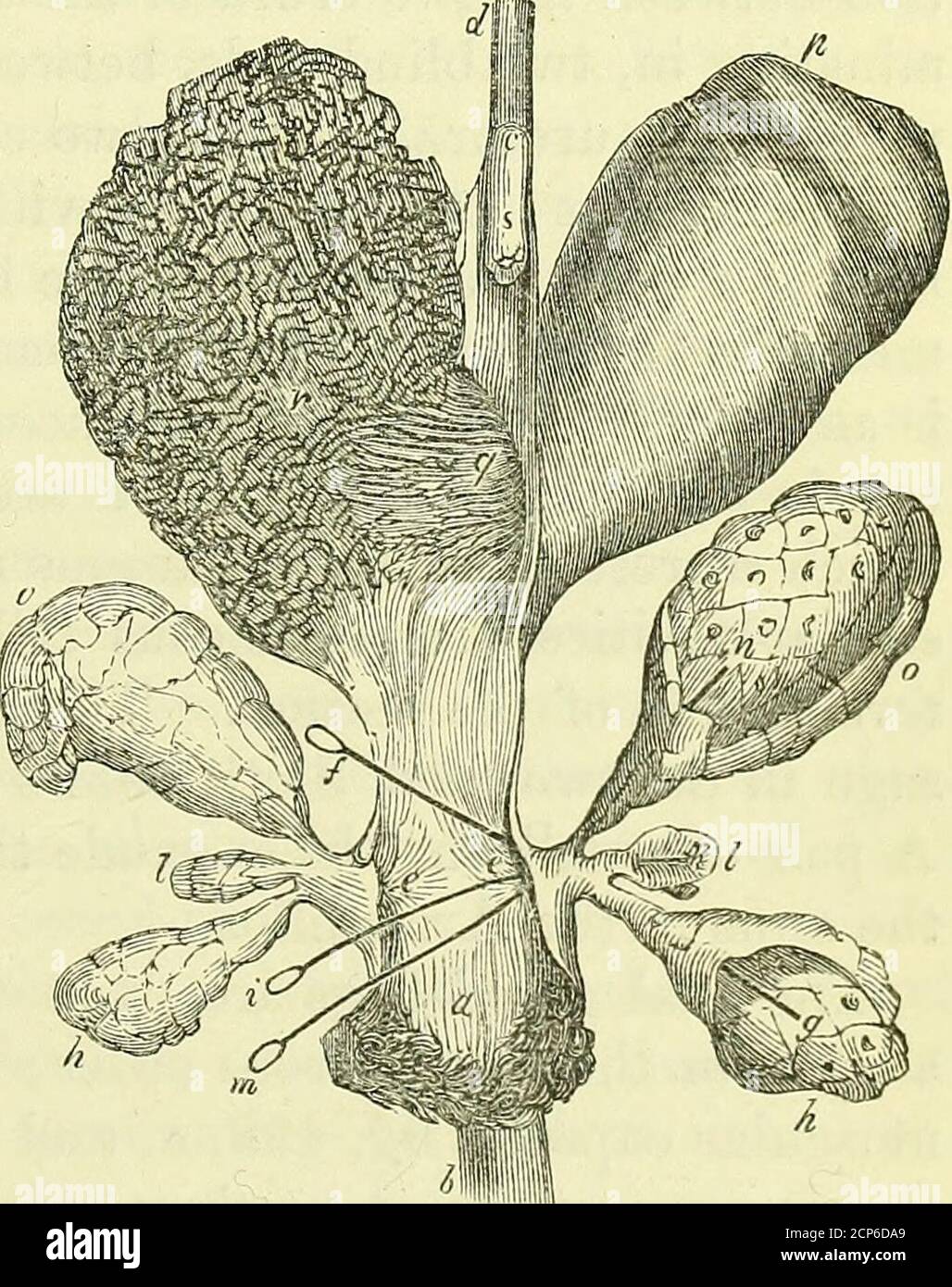 . On the anatomy of vertebrates [electronic resource] . pes is ...