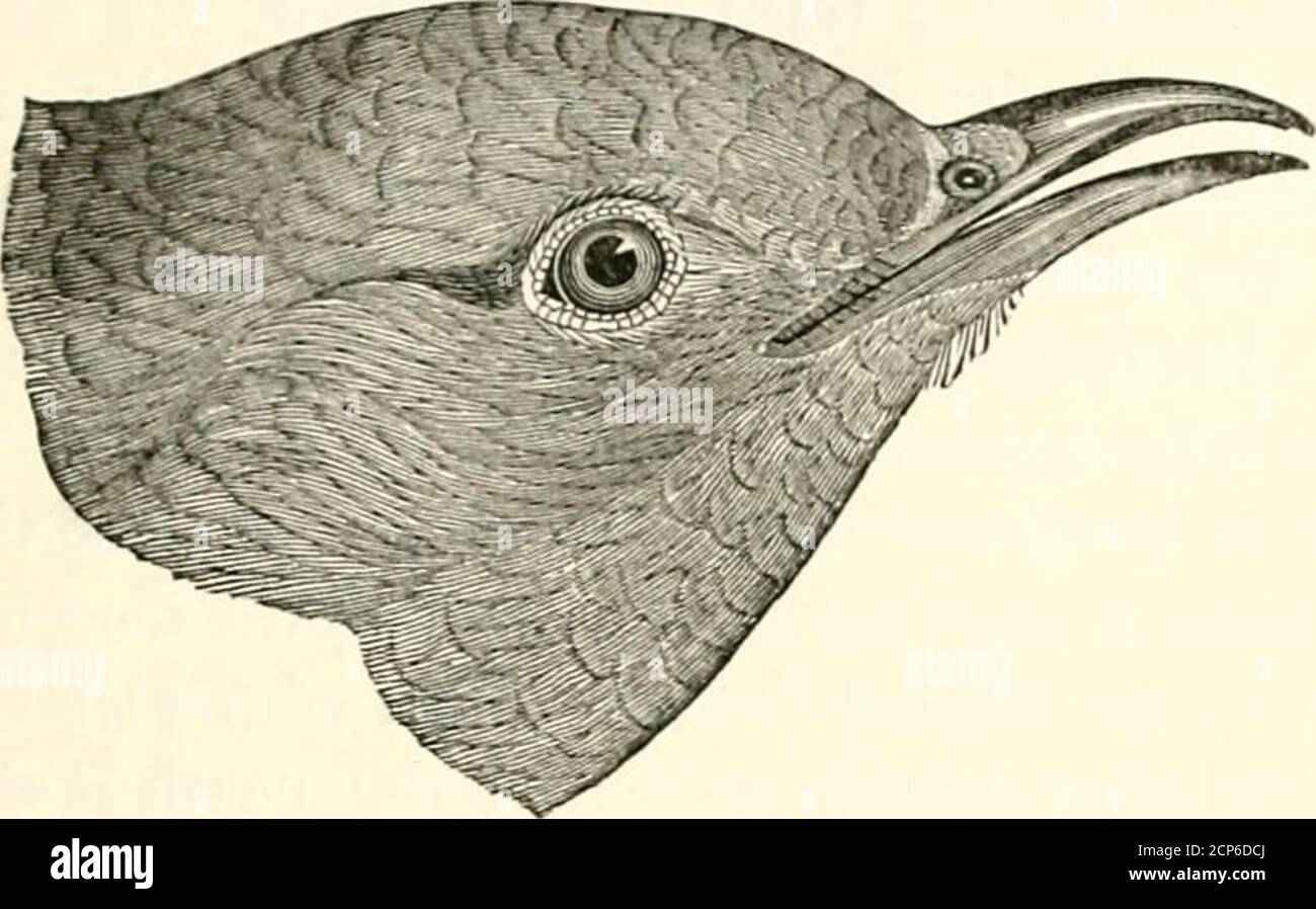 Sharp arched claws hi-res stock photography and images - Alamy