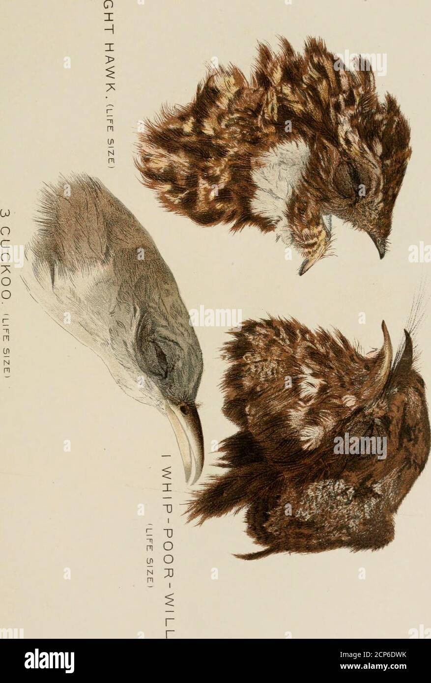 . Diseases and enemies of poultry . M Stock Photo - Alamy