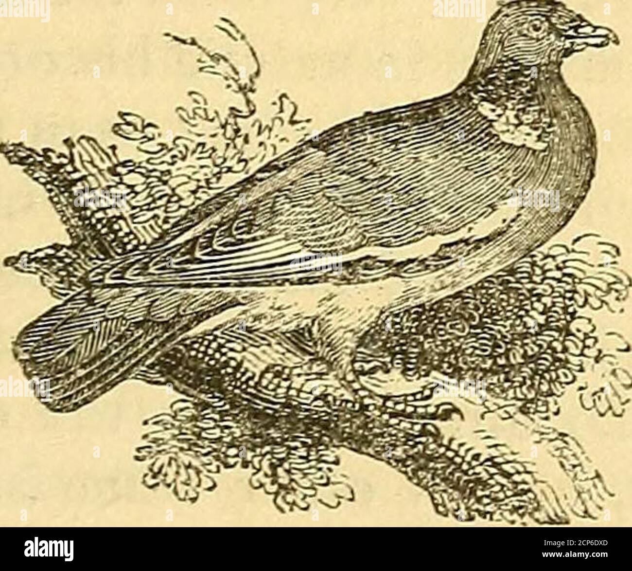 Pheasant pigeons hi-res stock photography and images - Alamy