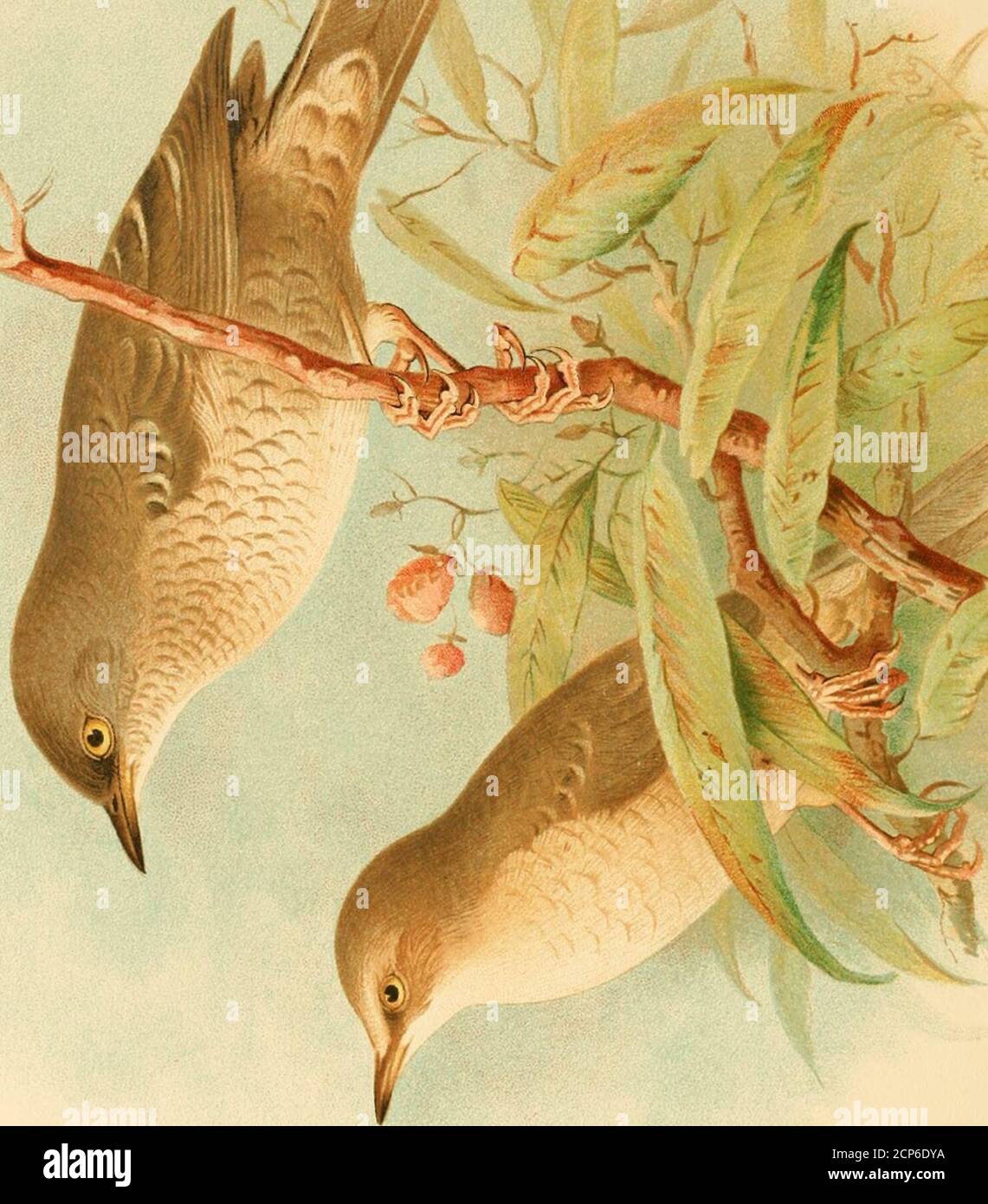 Aviculturists garden hi-res stock photography and images - Alamy