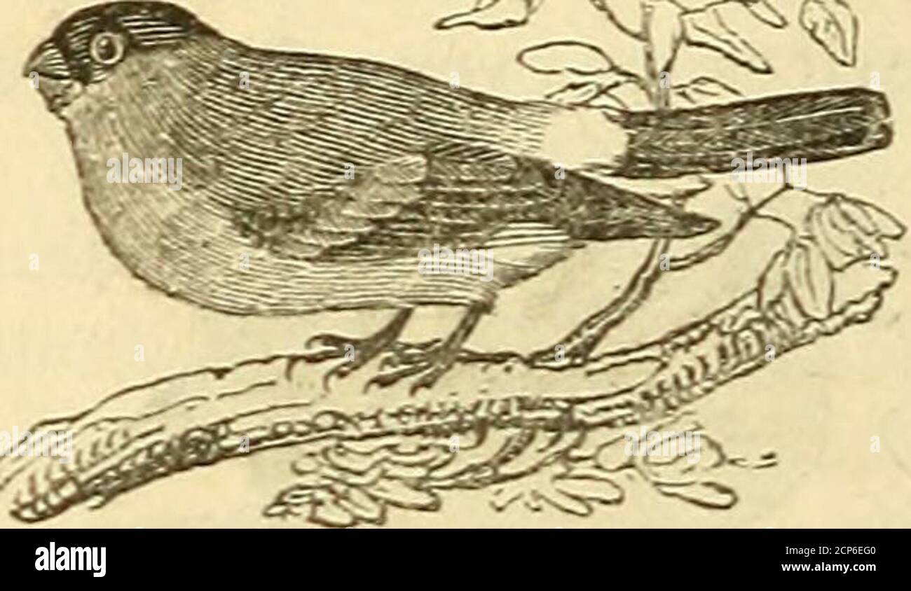 . The natural history of birds . TRES. finding that it includes the ...