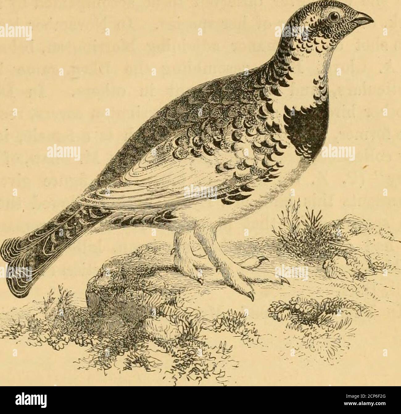 . A history of British birds . as Rypeorre or Riporre. A representation ...