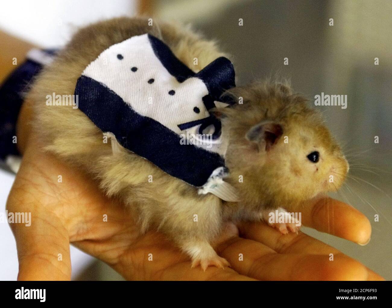 Hamsters In Costumes