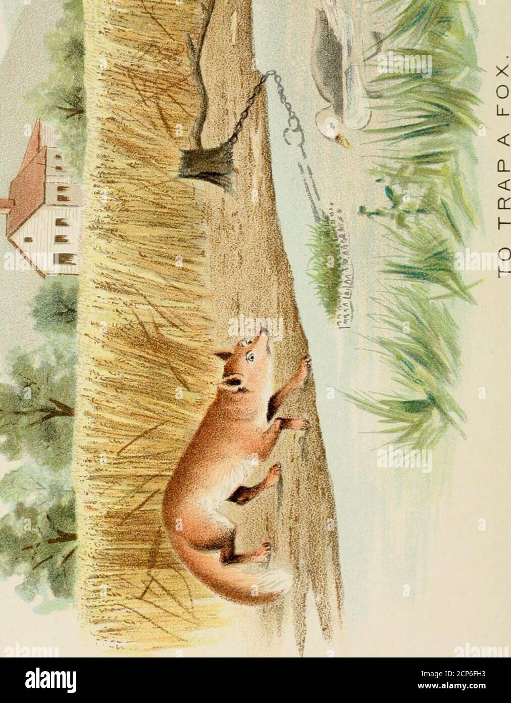 Trapping poultry hi-res stock photography and images - Alamy