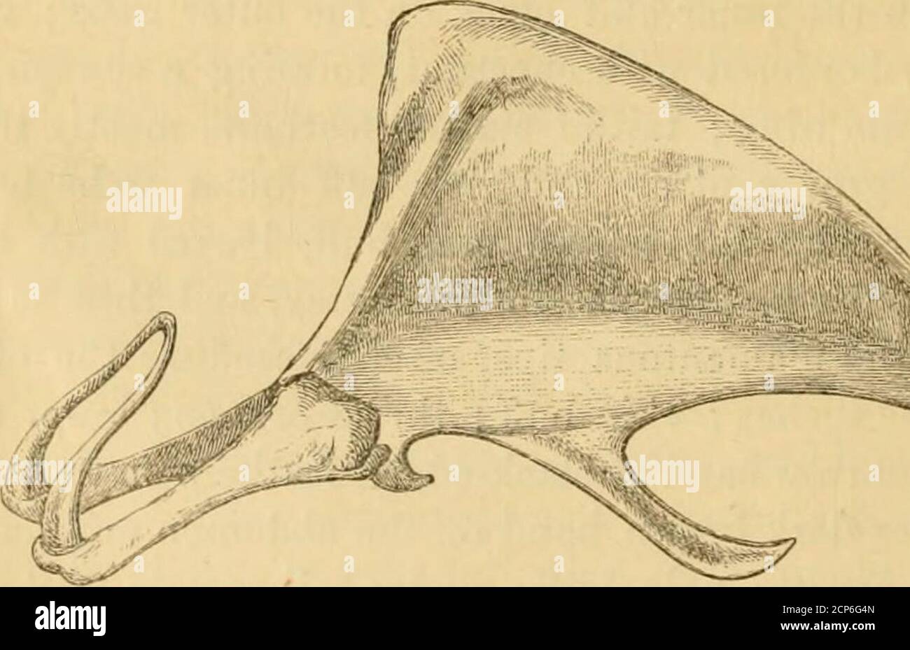 Black nape in female birds hi-res stock photography and images - Alamy