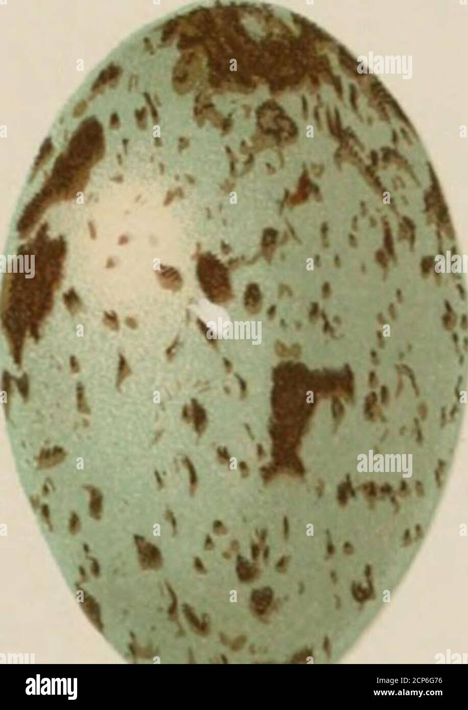 . Diseases and enemies of poultry . RED-TAILED HAWK. AMERICAN CROW ...