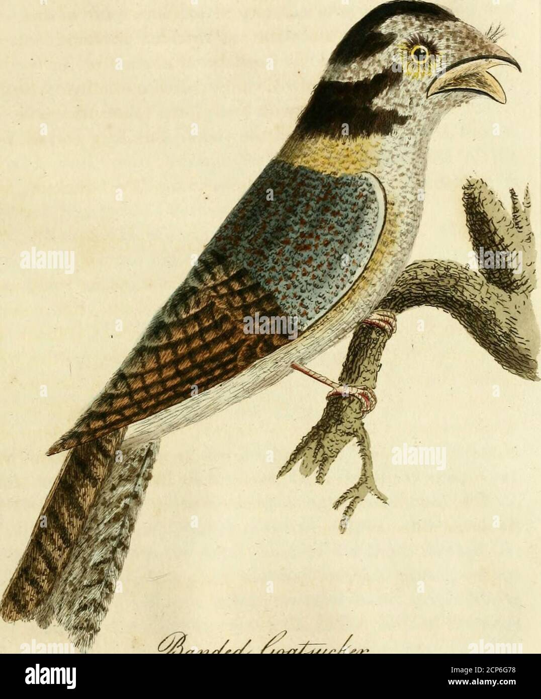 Two crossed quills hi-res stock photography and images - Alamy