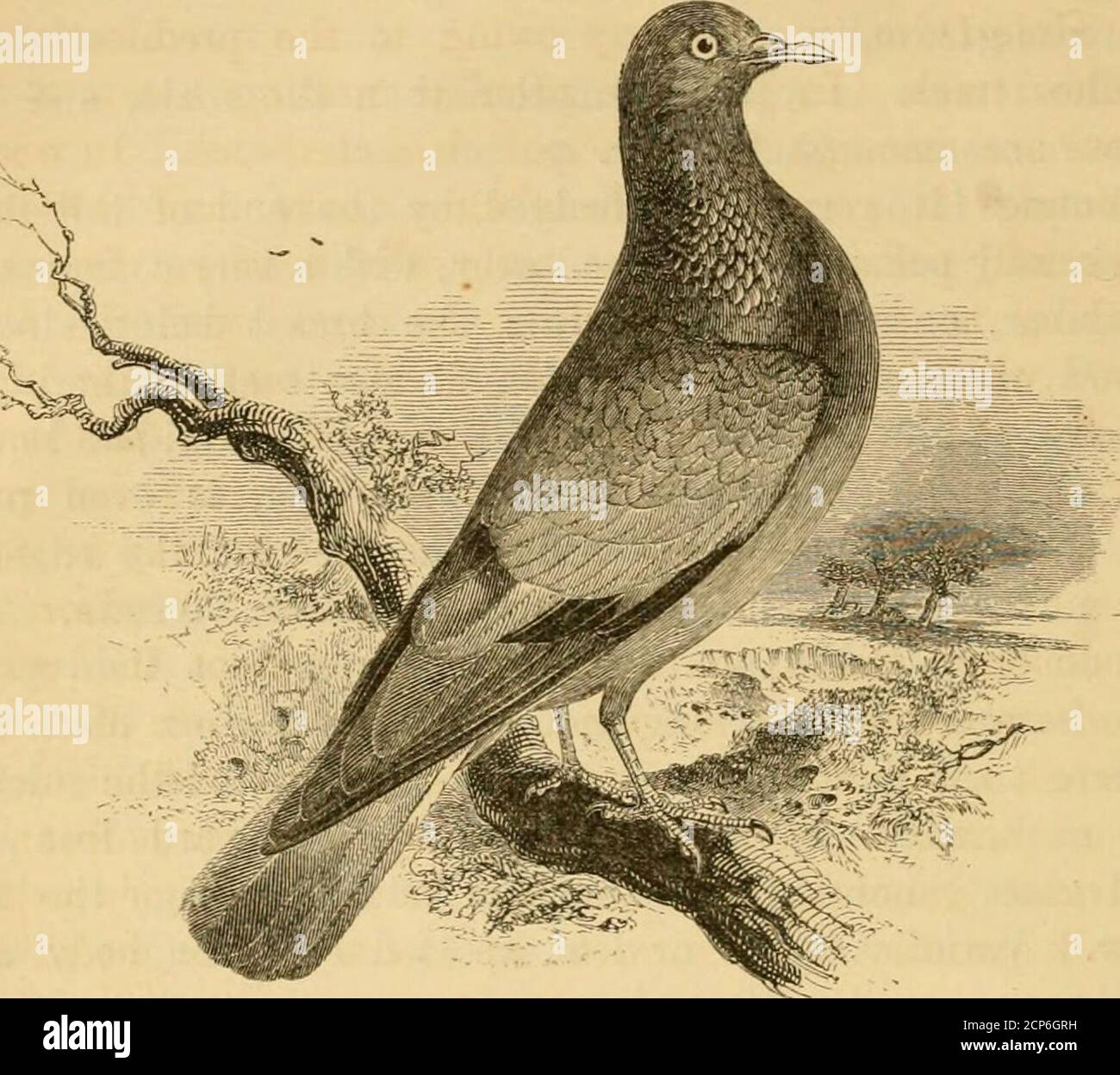 Filaments of white bird feathers hi-res stock photography and images ...