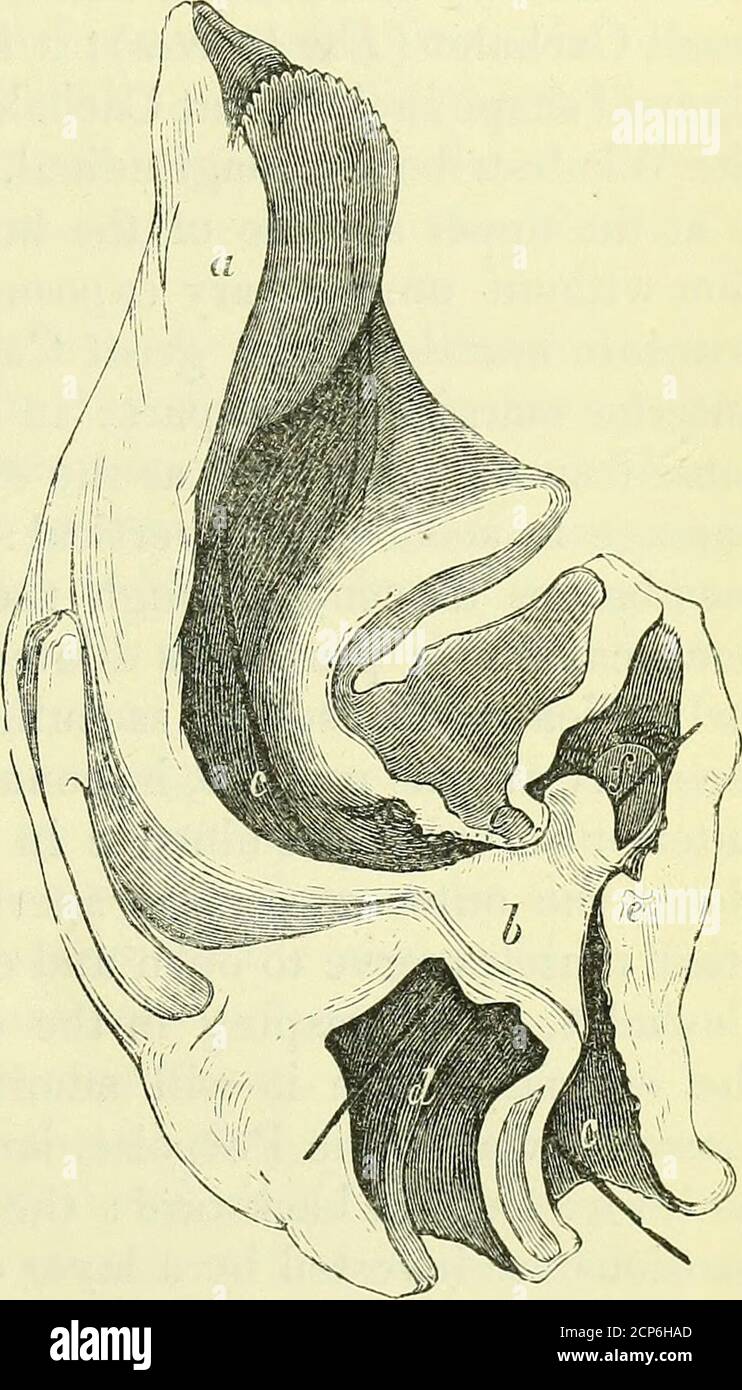 . On the anatomy of vertebrates [electronic resource] . ath of the ...