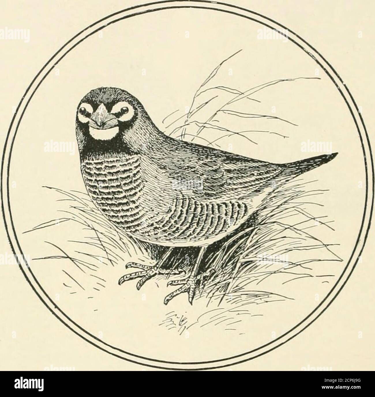 Quail finch hi-res stock photography and images - Alamy