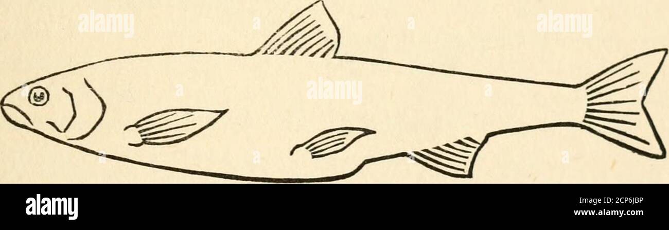 . Fur and feather in North China . The Bream.. The Bleak Stock Photo ...