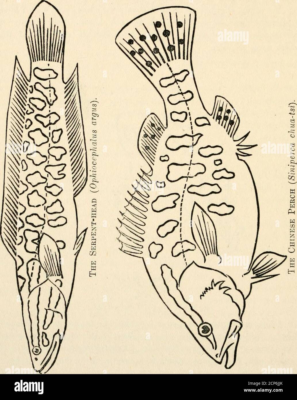 Group of newts hi-res stock photography and images - Alamy