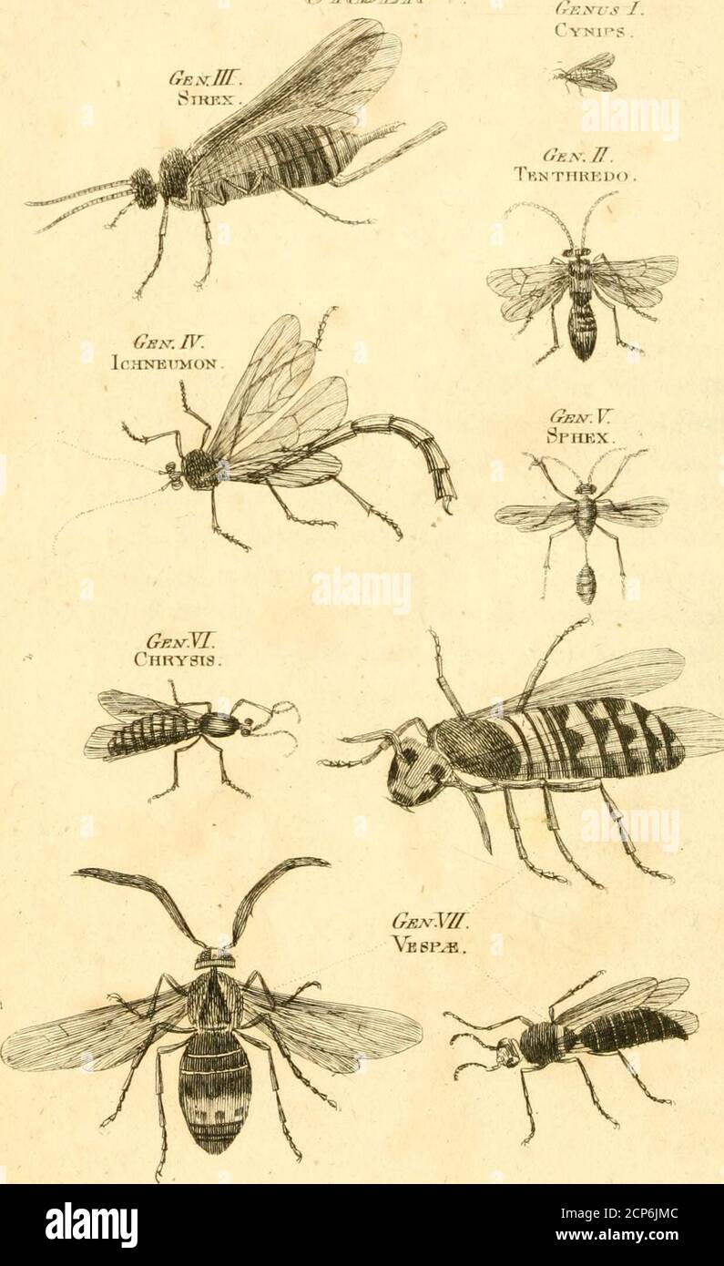 . A New system of the natural history of quadrupeds, birds, fishes and ...