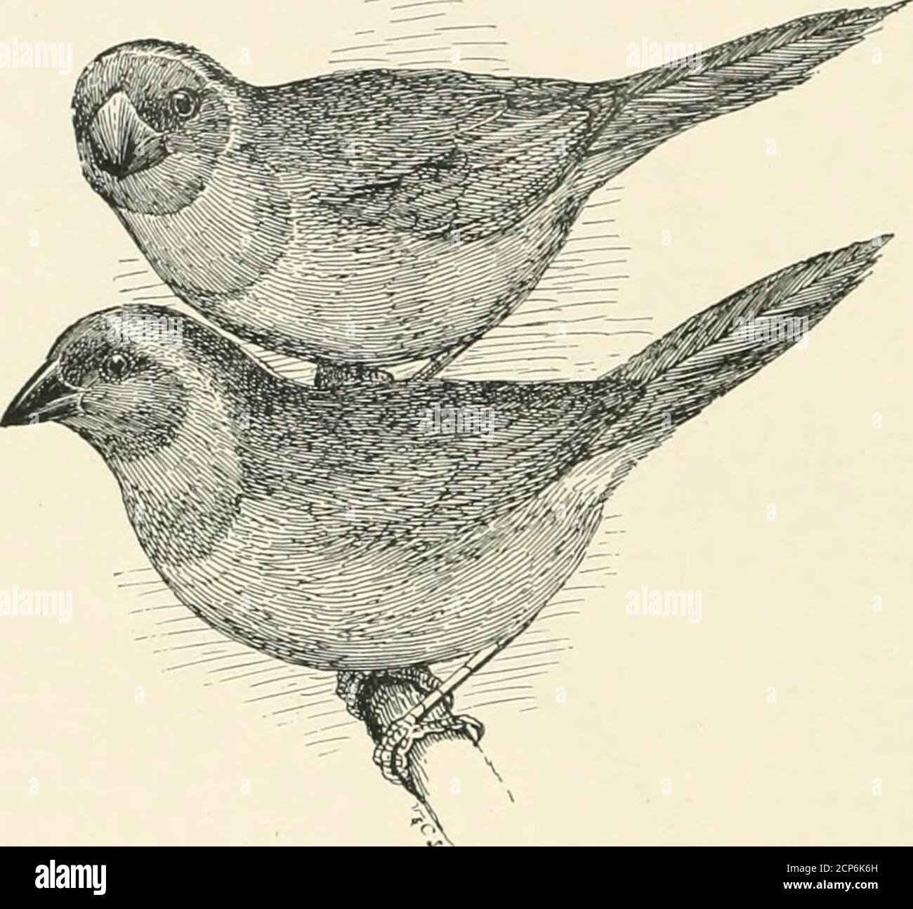 Pale underwing hi-res stock photography and images - Alamy