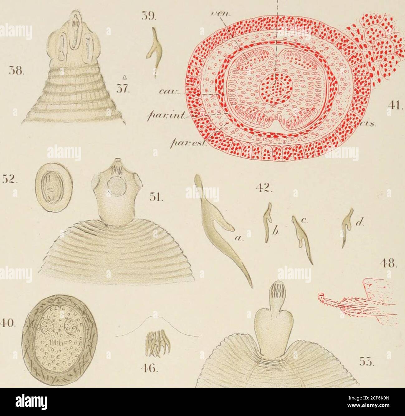 . Diseases and enemies of poultry . l-ll. COTUGNIA DIGONOPORA plate: IV ...