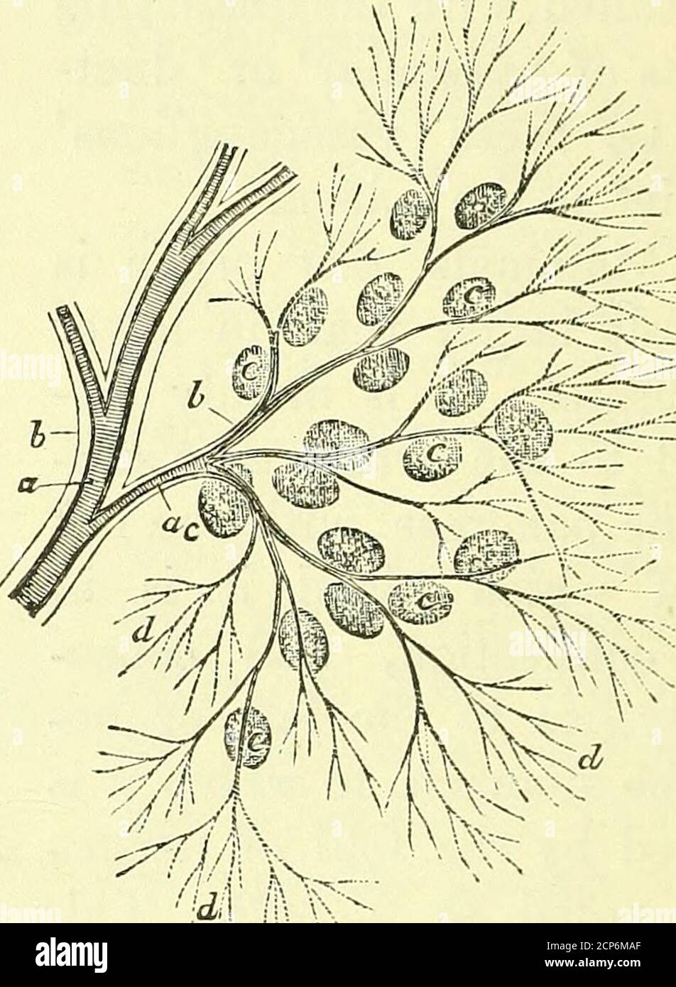 Magti hi-res stock photography and images - Alamy