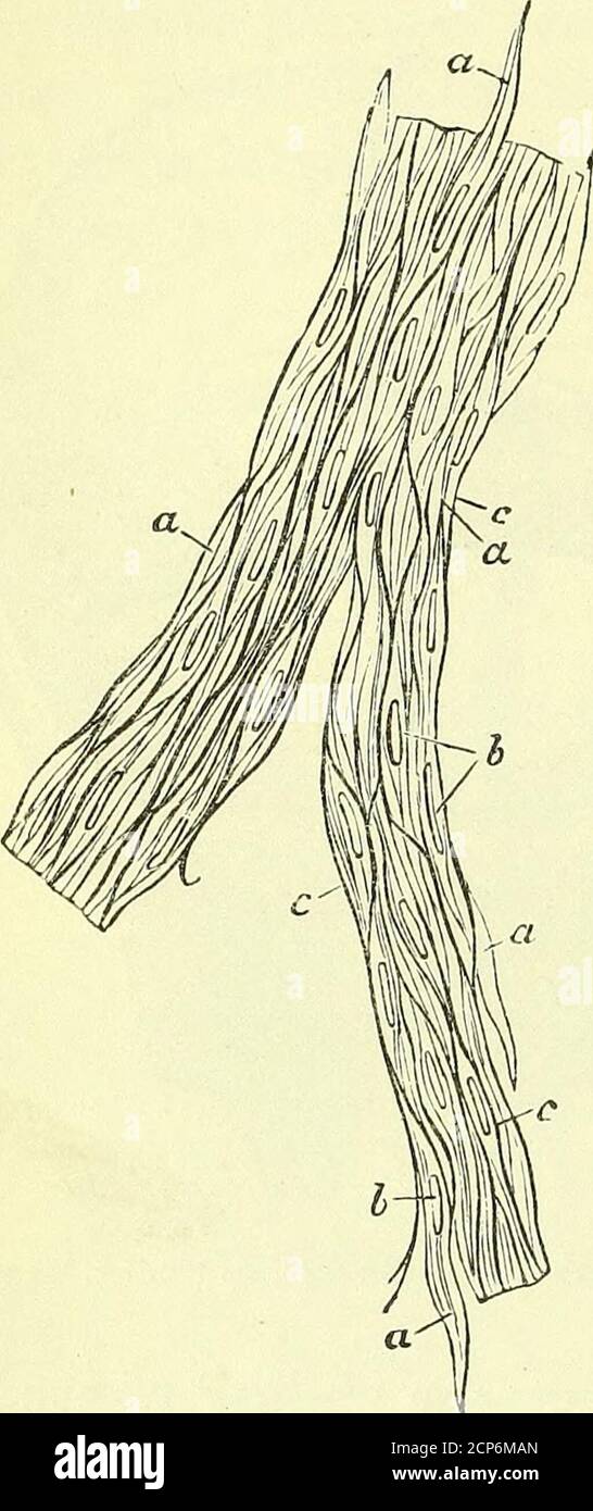 . On the anatomy of vertebrates [electronic resource] . Mammals(Dog ...