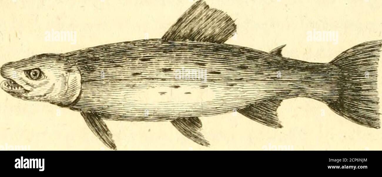 . A New system of the natural history of quadrupeds, birds, fishes and ...