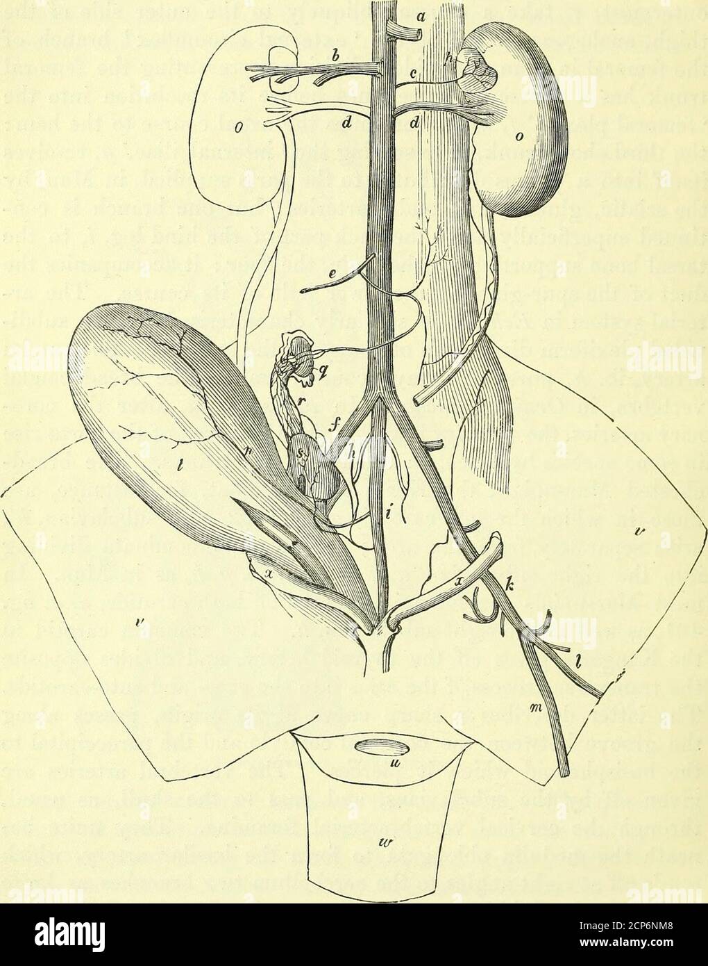 . On the anatomy of vertebrates [electronic resource] . igin, passes ...