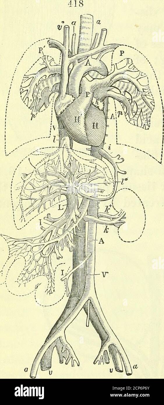 . On the anatomy of vertebrates [electronic resource] . ta, by dividing ...