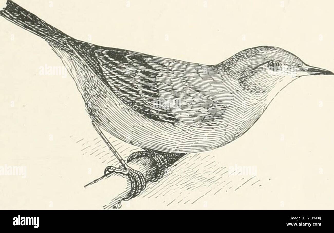 . Foreign birds for cage and aviary . feathers blackish with ...