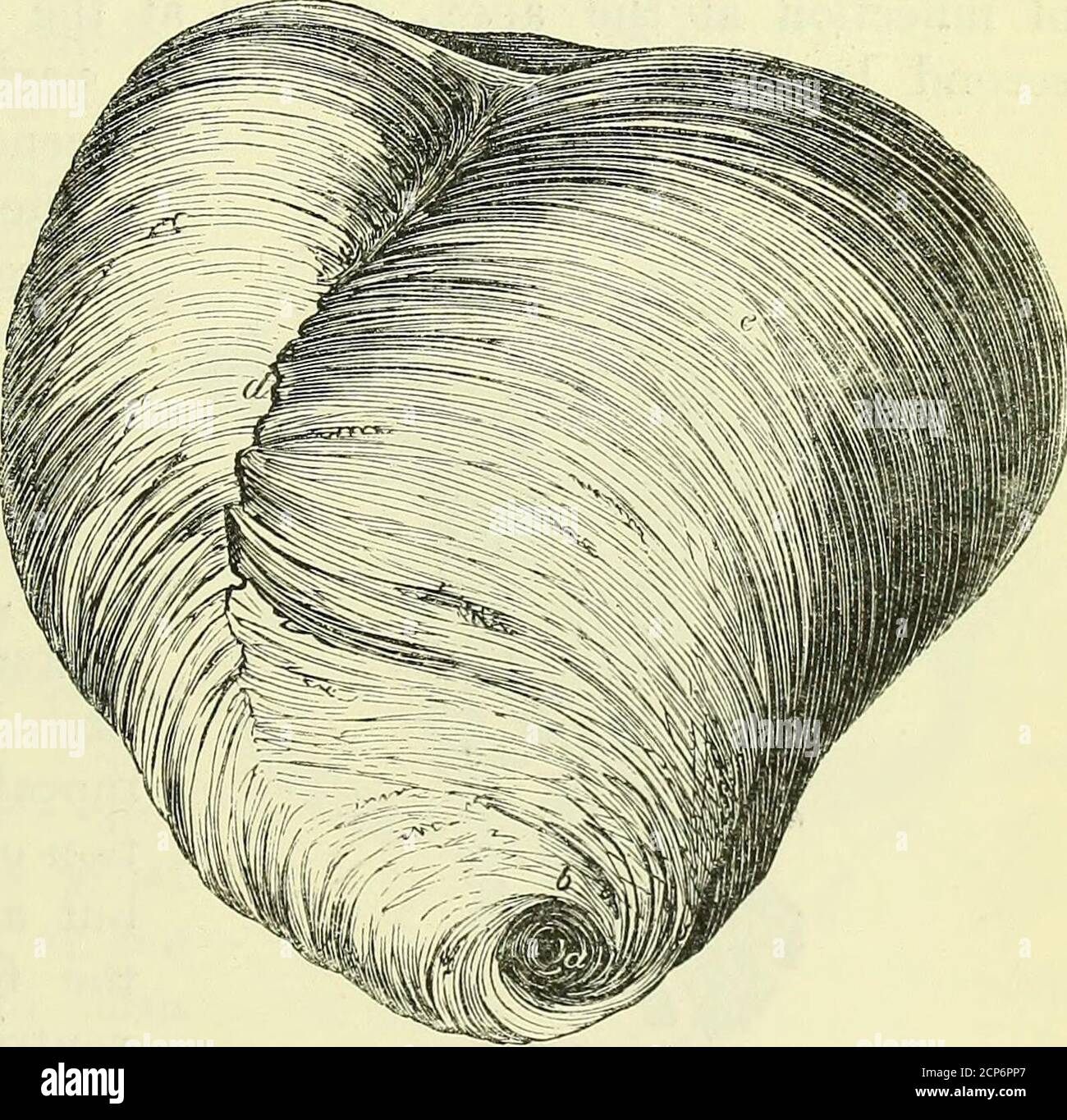 . On the anatomy of vertebrates [electronic resource] . rnal fibres,e ...