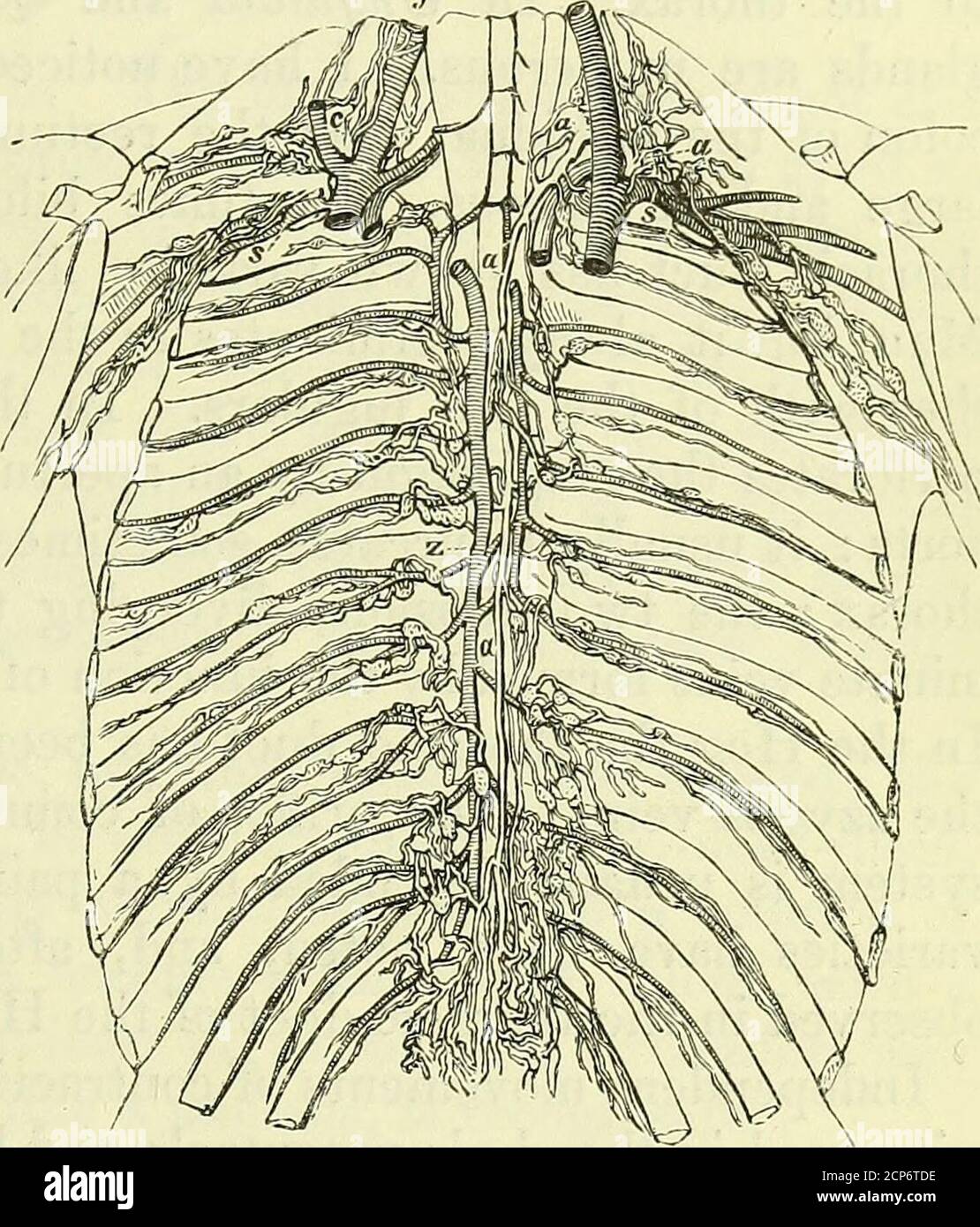 Exterior jugular vein hi-res stock photography and images - Alamy