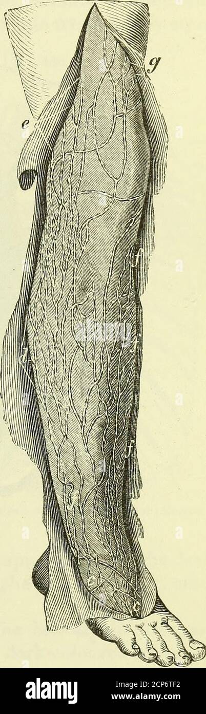 Vena saphena hi-res stock photography and images - Alamy