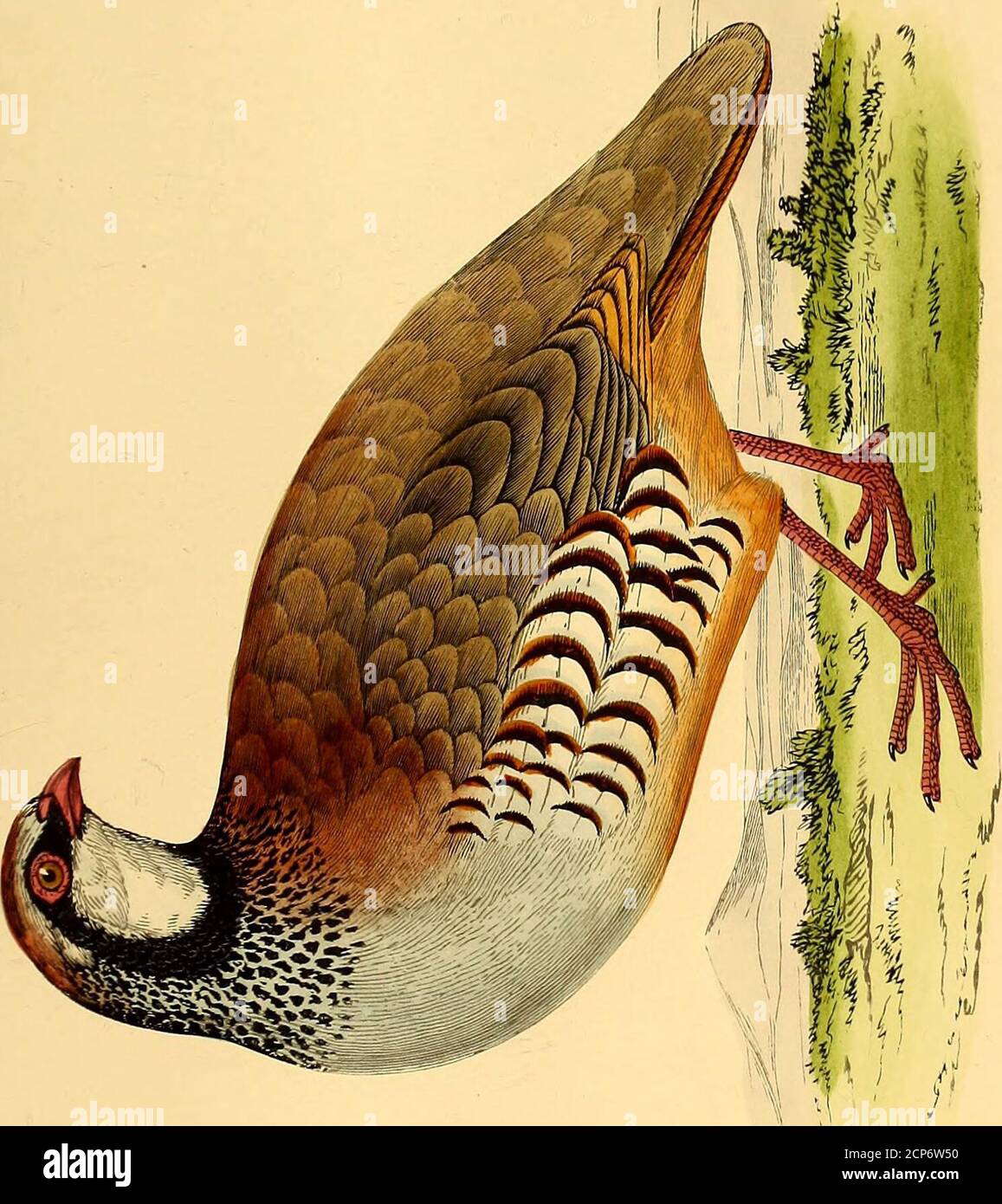 . Ornithologie du chasseur : histoire naturelle, moeurs, habitudes ...