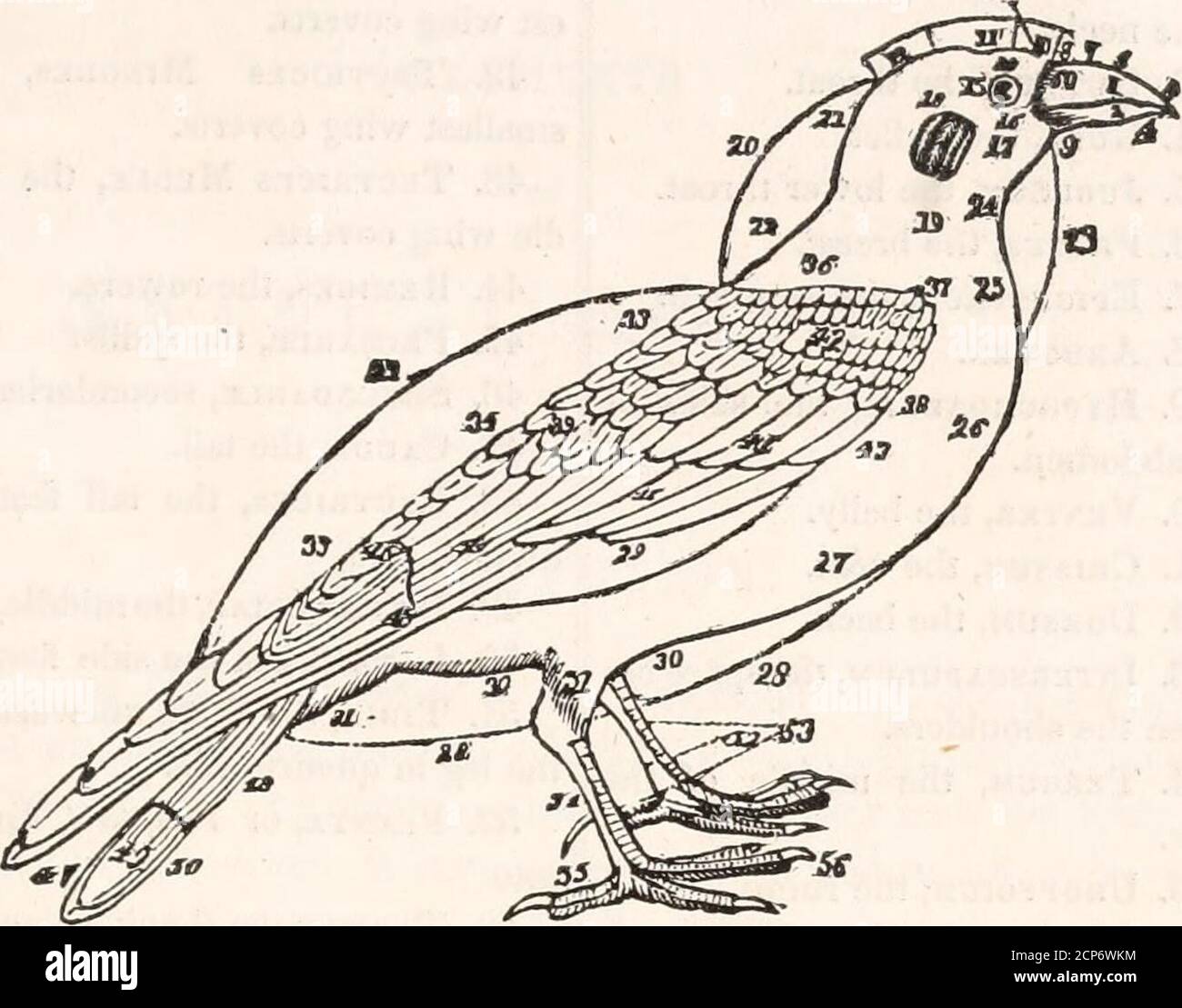 . The naturalist's library; containing scientific and popular ...