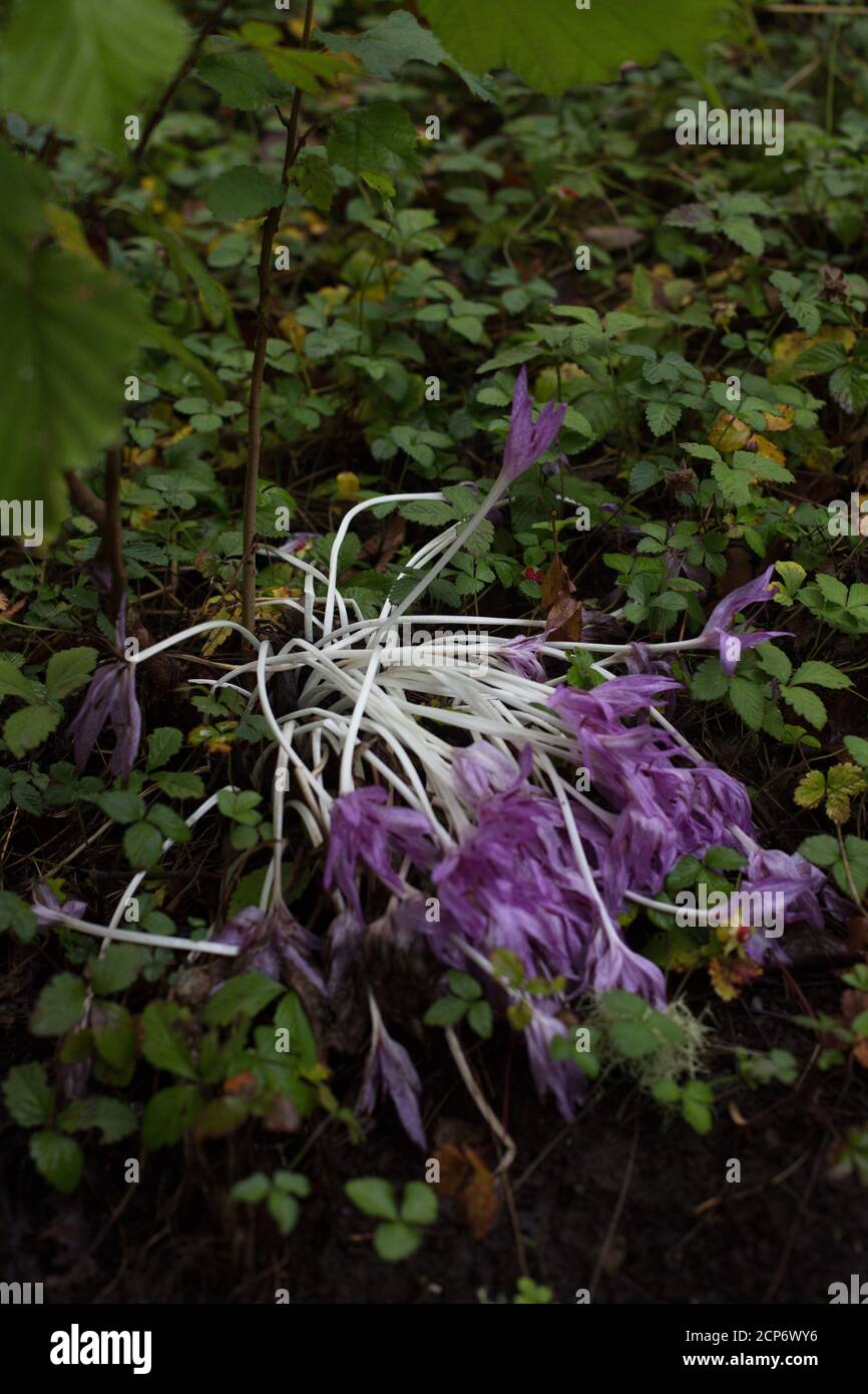 Dying autumn crocus flowers Stock Photo - Alamy