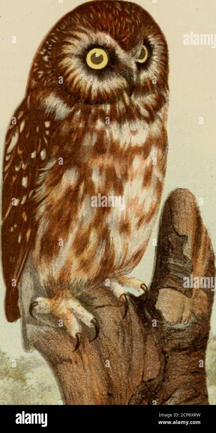 Poultry identification hi-res stock photography and images - Alamy