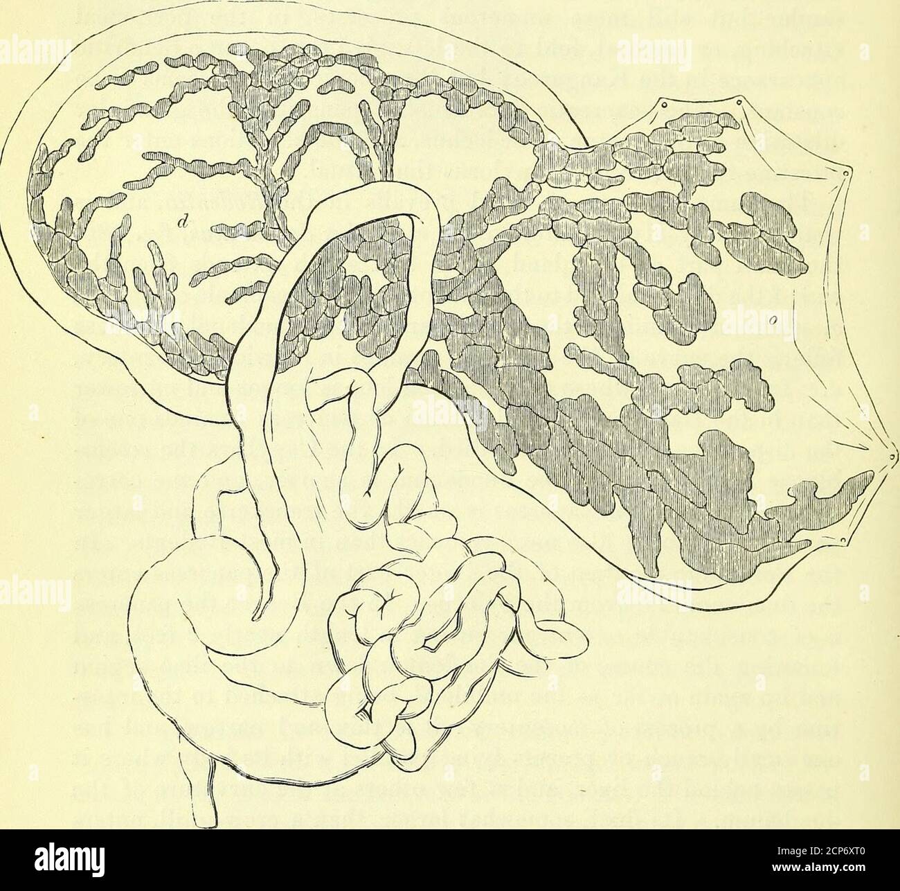 Ductus choledochus hi-res stock photography and images - Alamy