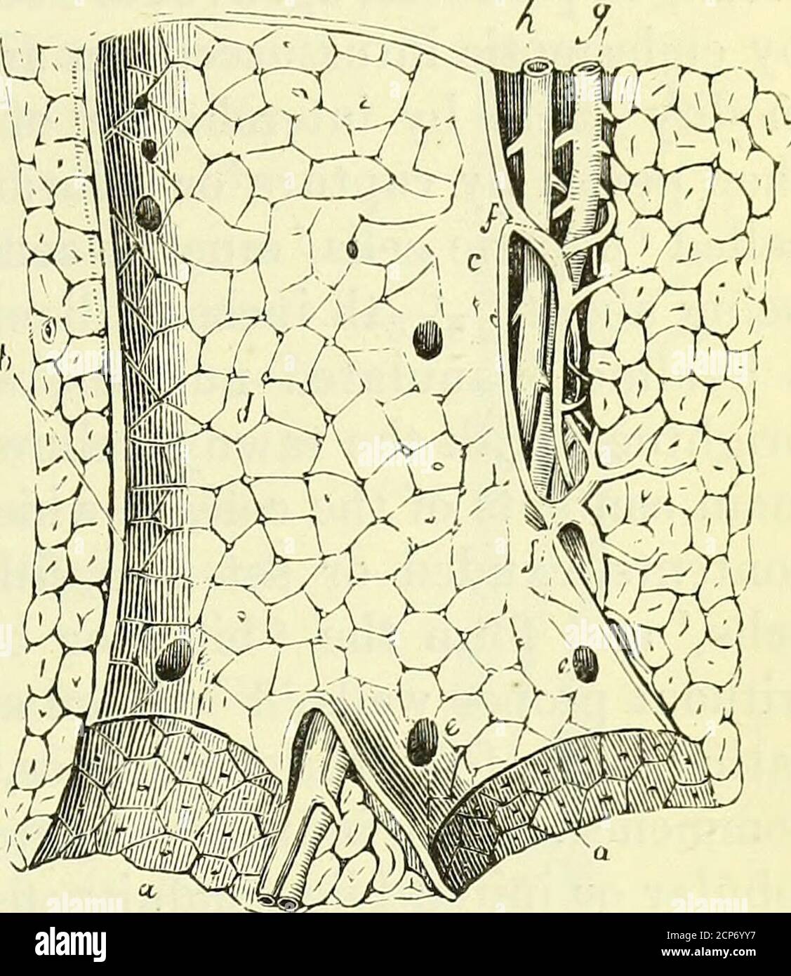 . On the anatomy of vertebrates [electronic resource] . , cxlviii the o ...