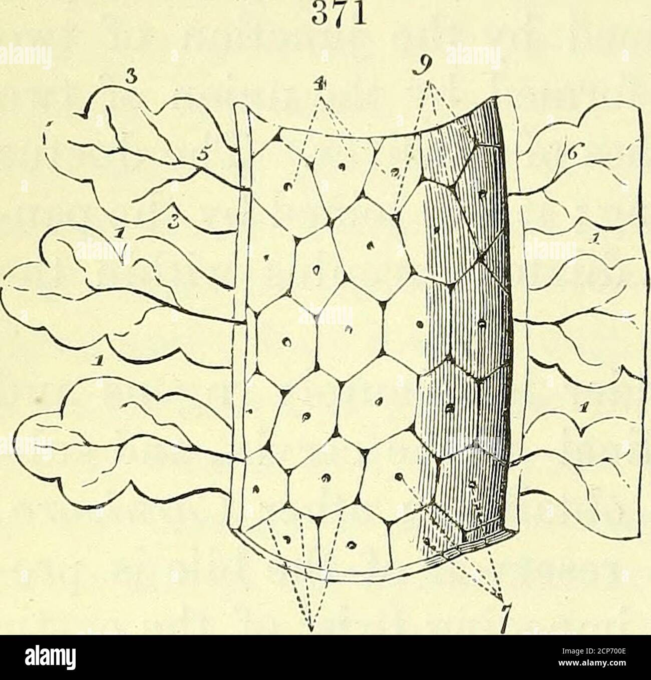 Lobule boundary hi-res stock photography and images - Alamy