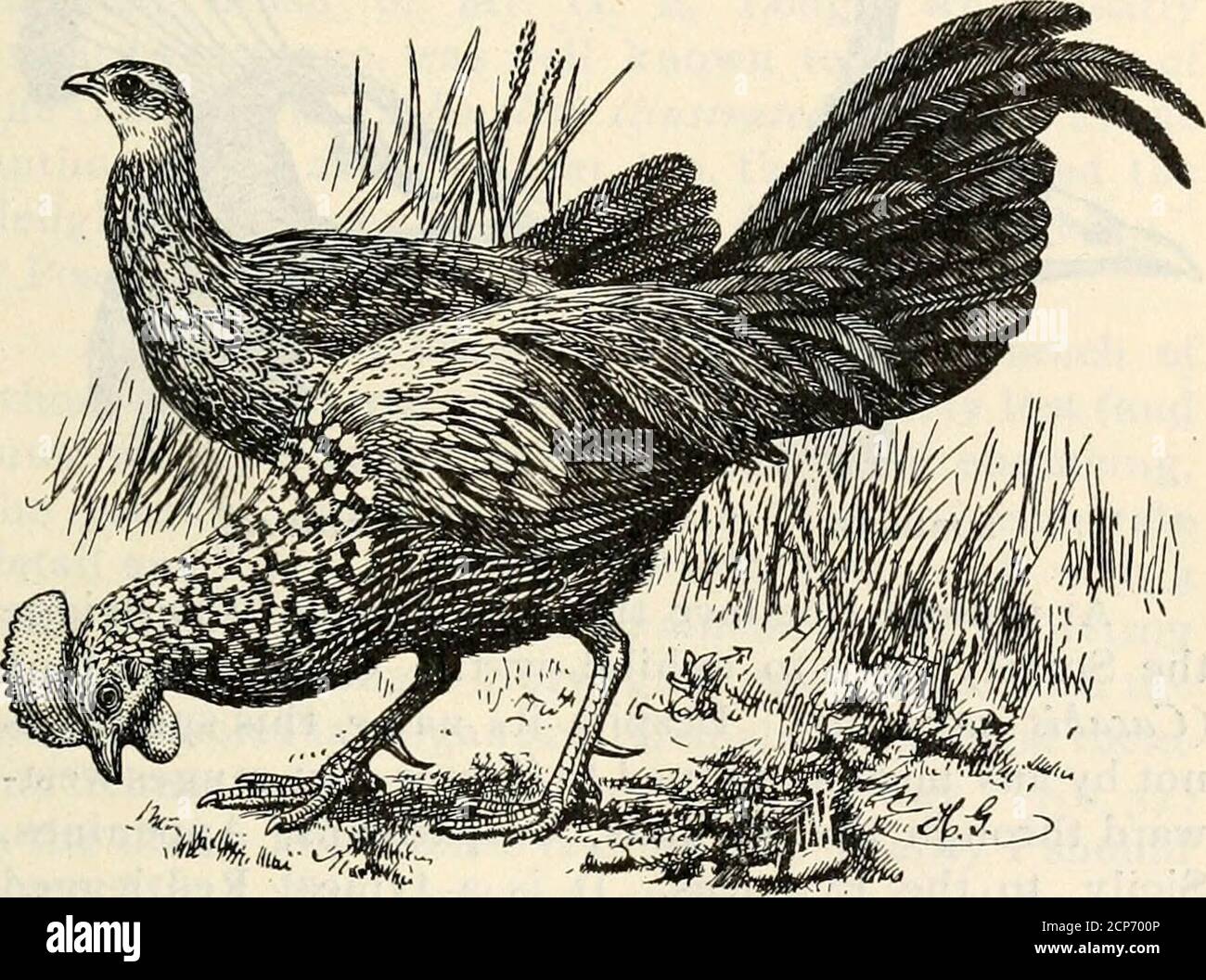 Bantam breeds hi-res stock photography and images - Alamy