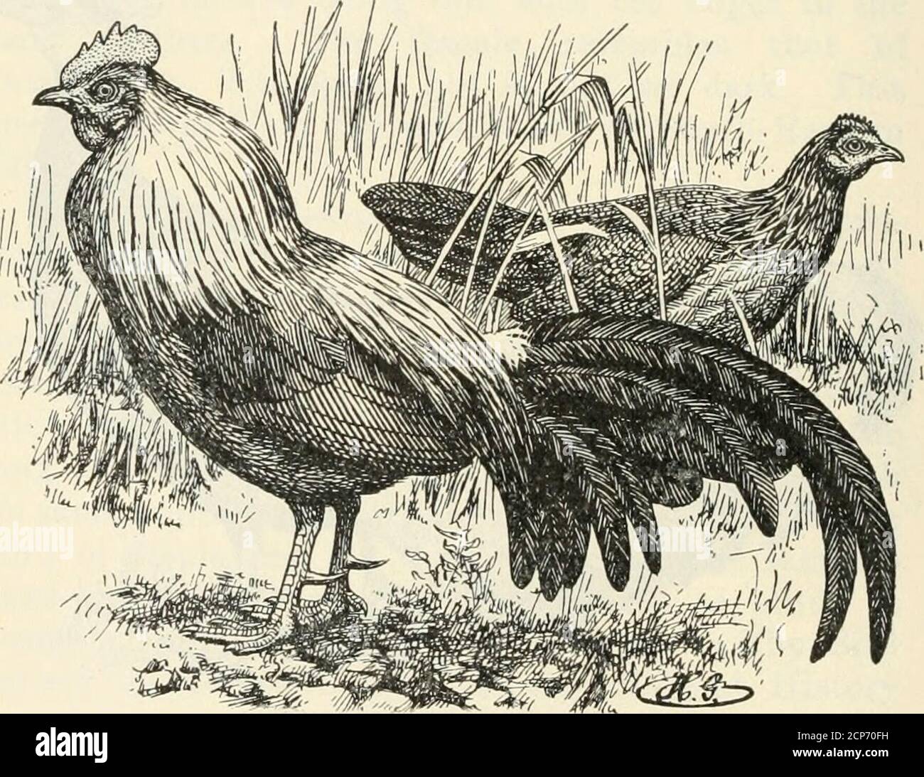 . Bird notes . MANCHURIAN CROSSOPTILON. The Manchurian Kared-Pheasant ...
