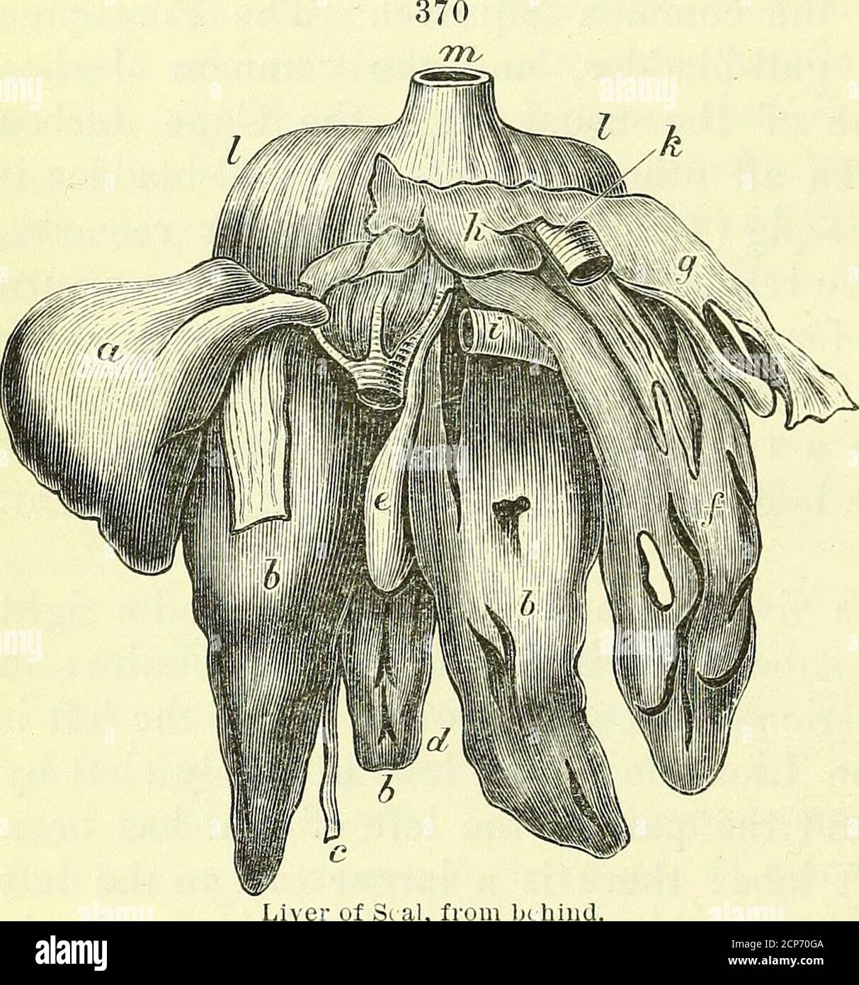 Perforating vein hi-res stock photography and images - Alamy