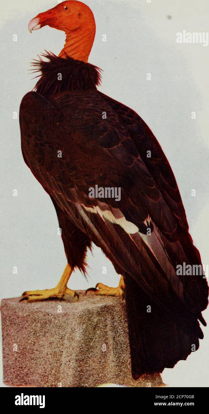 Owl of the far north hi-res stock photography and images - Alamy