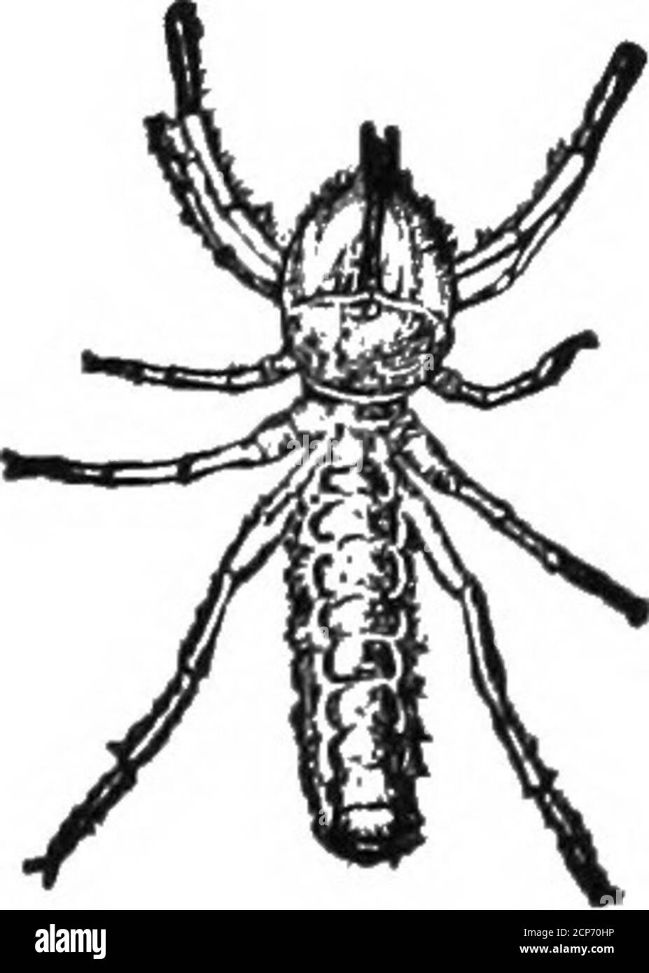 Captured prey Black and White Stock Photos & Images - Alamy