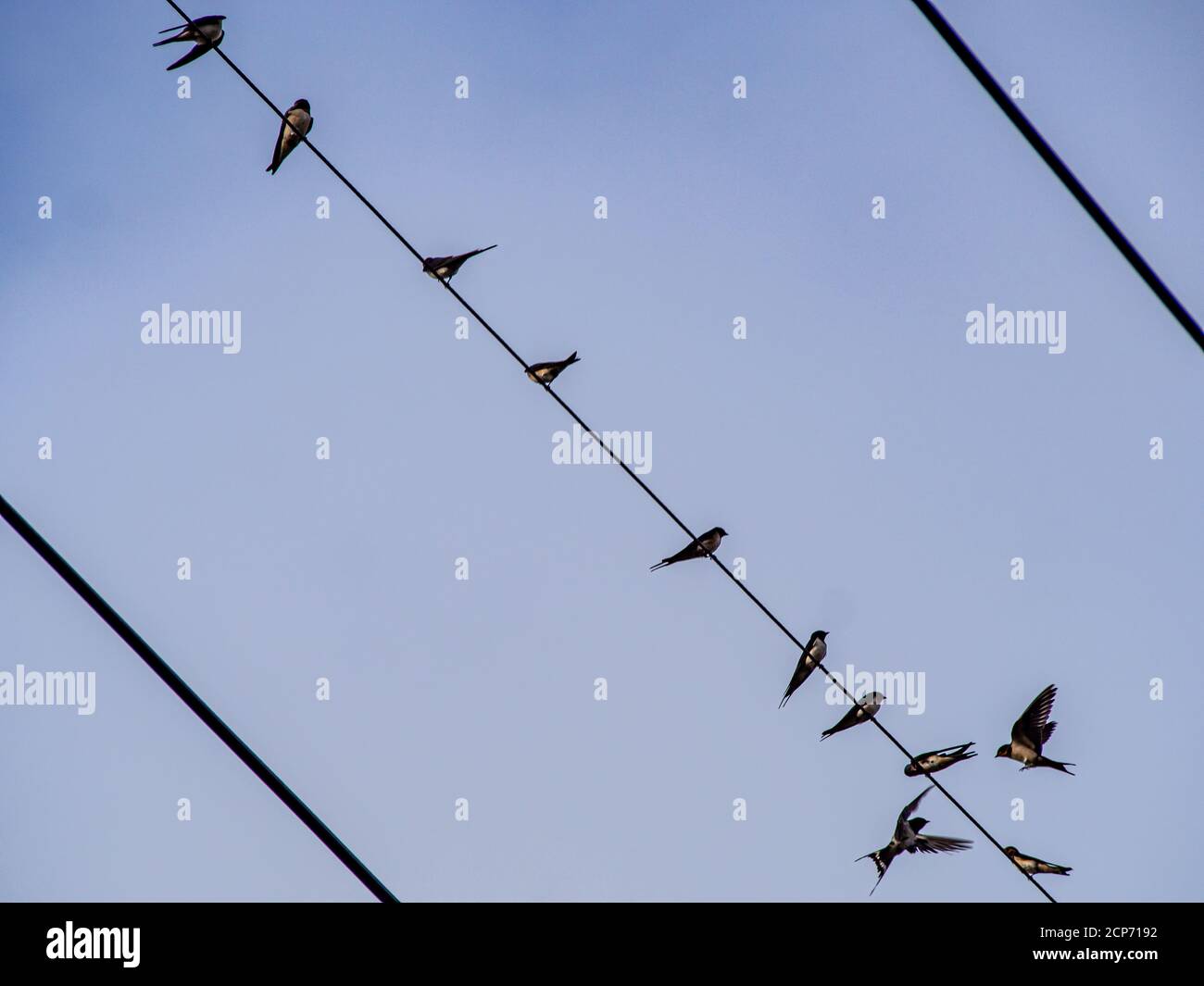 Bird on the electric wire Stock Photo - Alamy