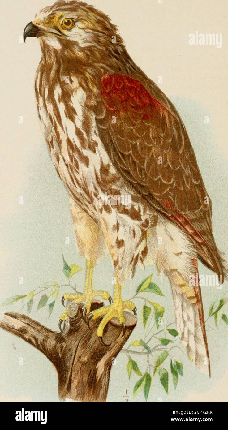 Red shoulderedhawk hi-res stock photography and images - Alamy
