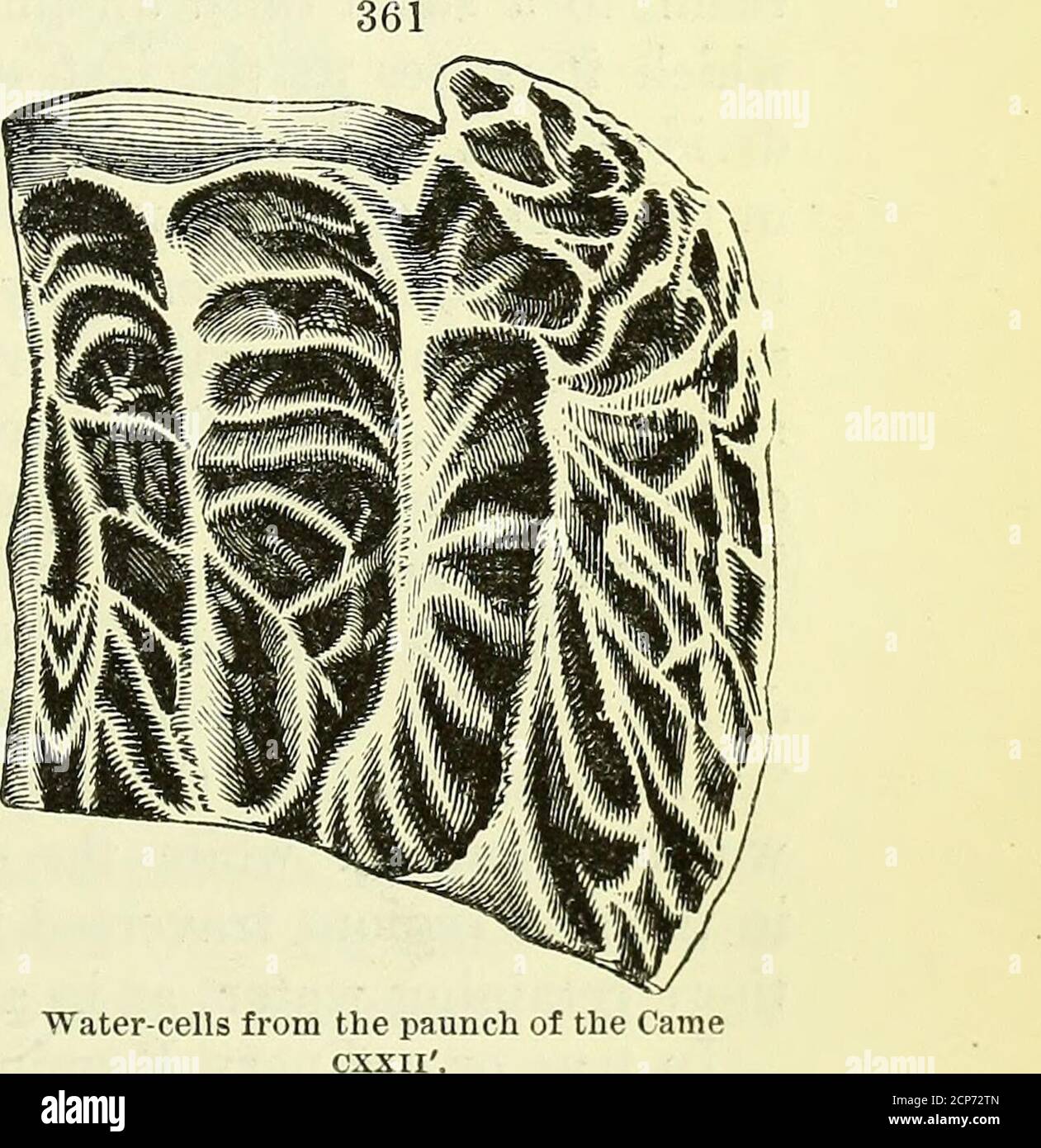 Chenia hi-res stock photography and images - Alamy