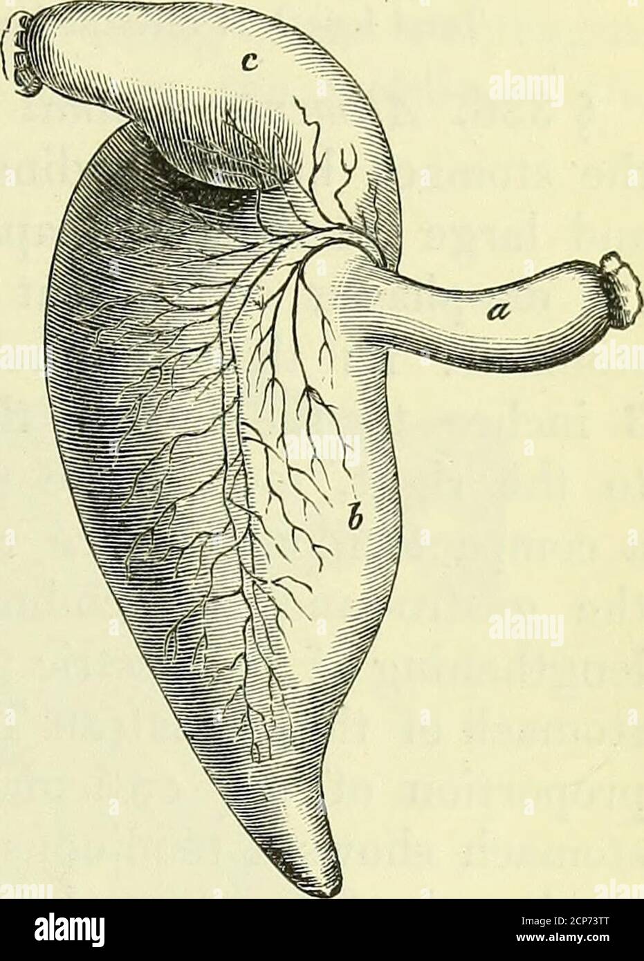 . On the anatomy of vertebrates [electronic resource] . sual,with the ...