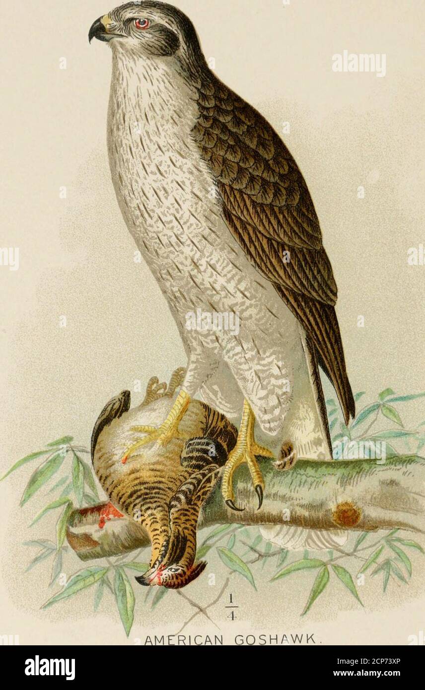 . Diseases and enemies of poultry . row. Tree Sparrow, Crow Blackbird ...