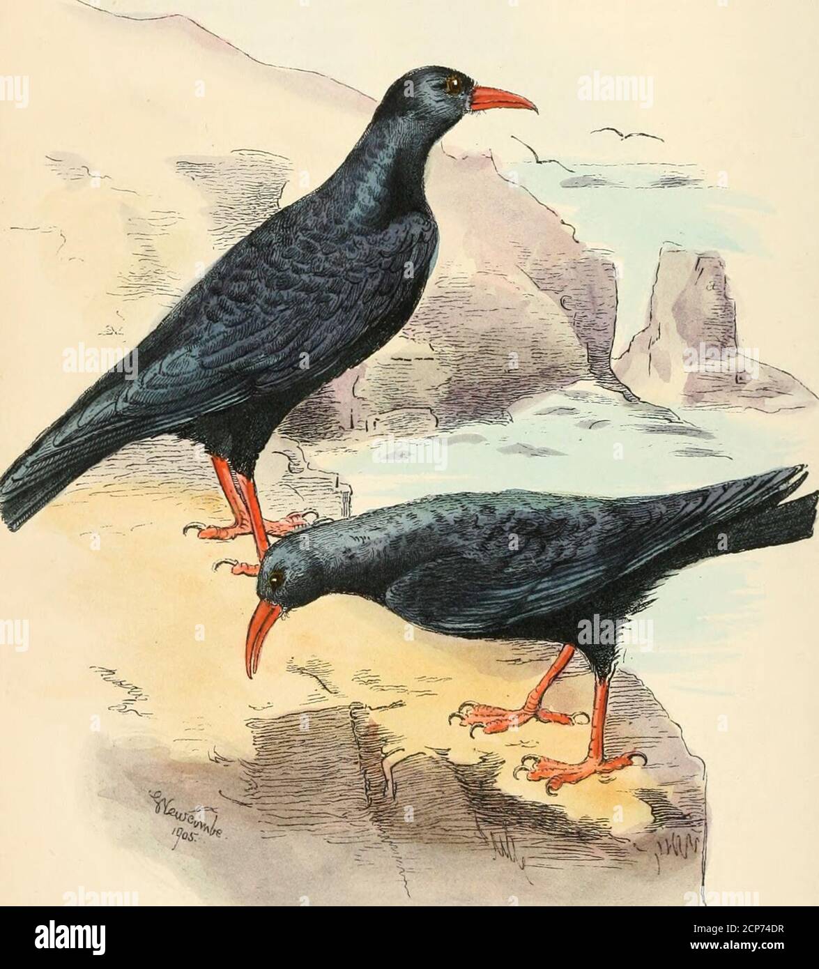 . Bird notes . liilllil ll. Cornish Chough PyrrhocoraxQracuIus. (male ...